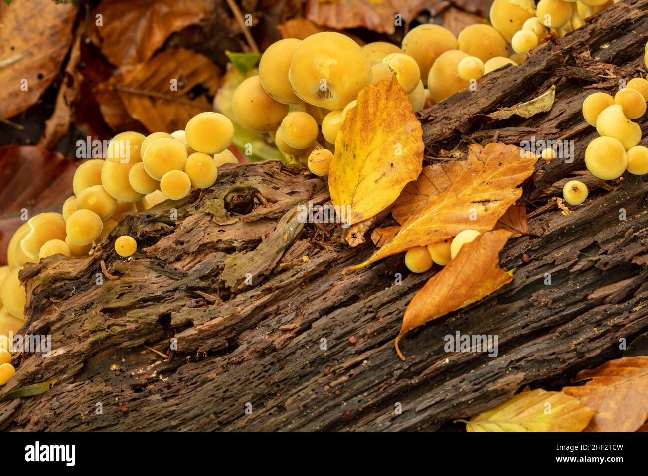 Chaotic natural patterns and textures formed as trees age and ...