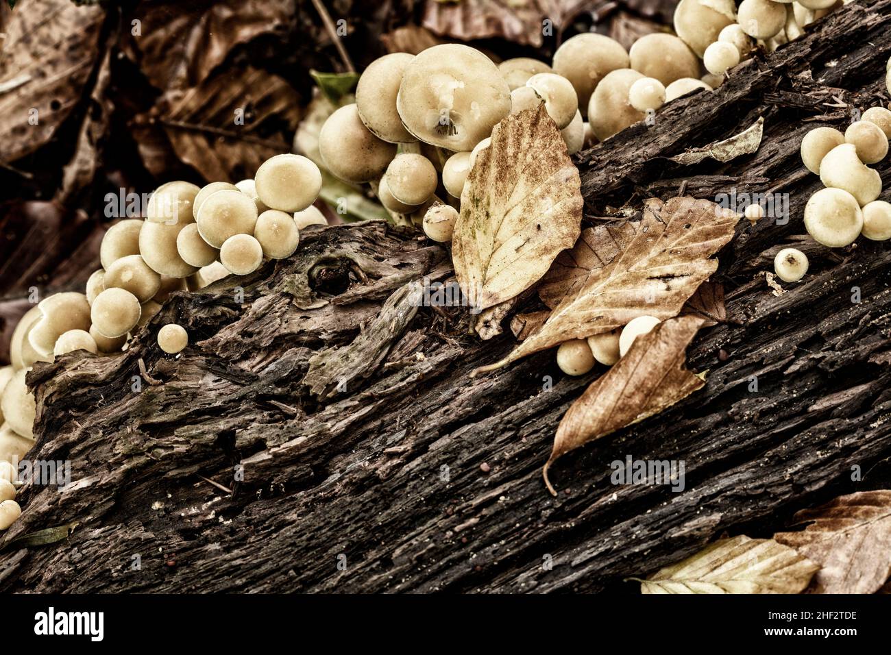 Close-up natural environmental portrait of fungi as symbols of life, death, decomposition and ...
