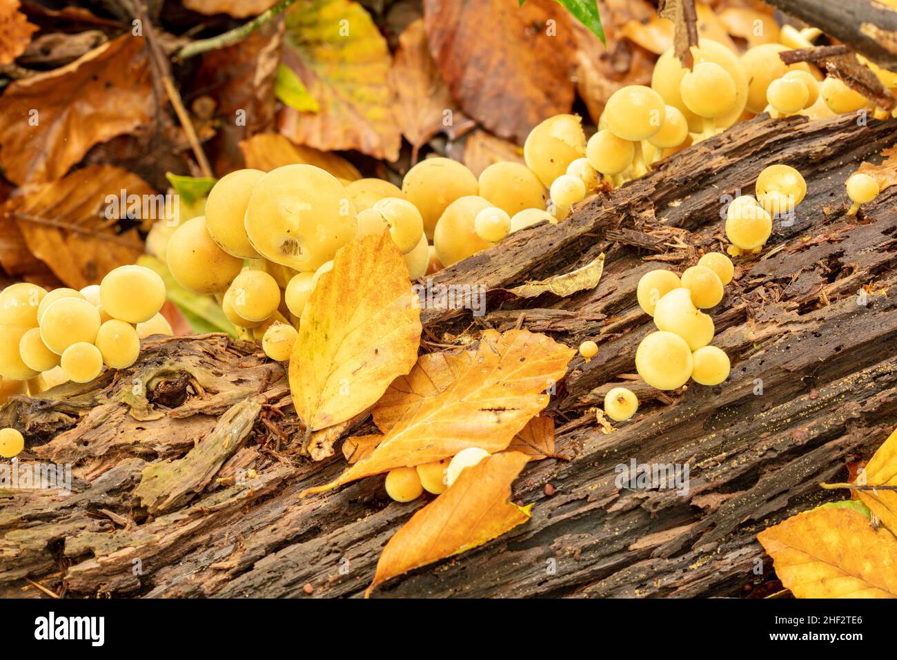 Chaotic natural patterns and textures formed as trees age and ...