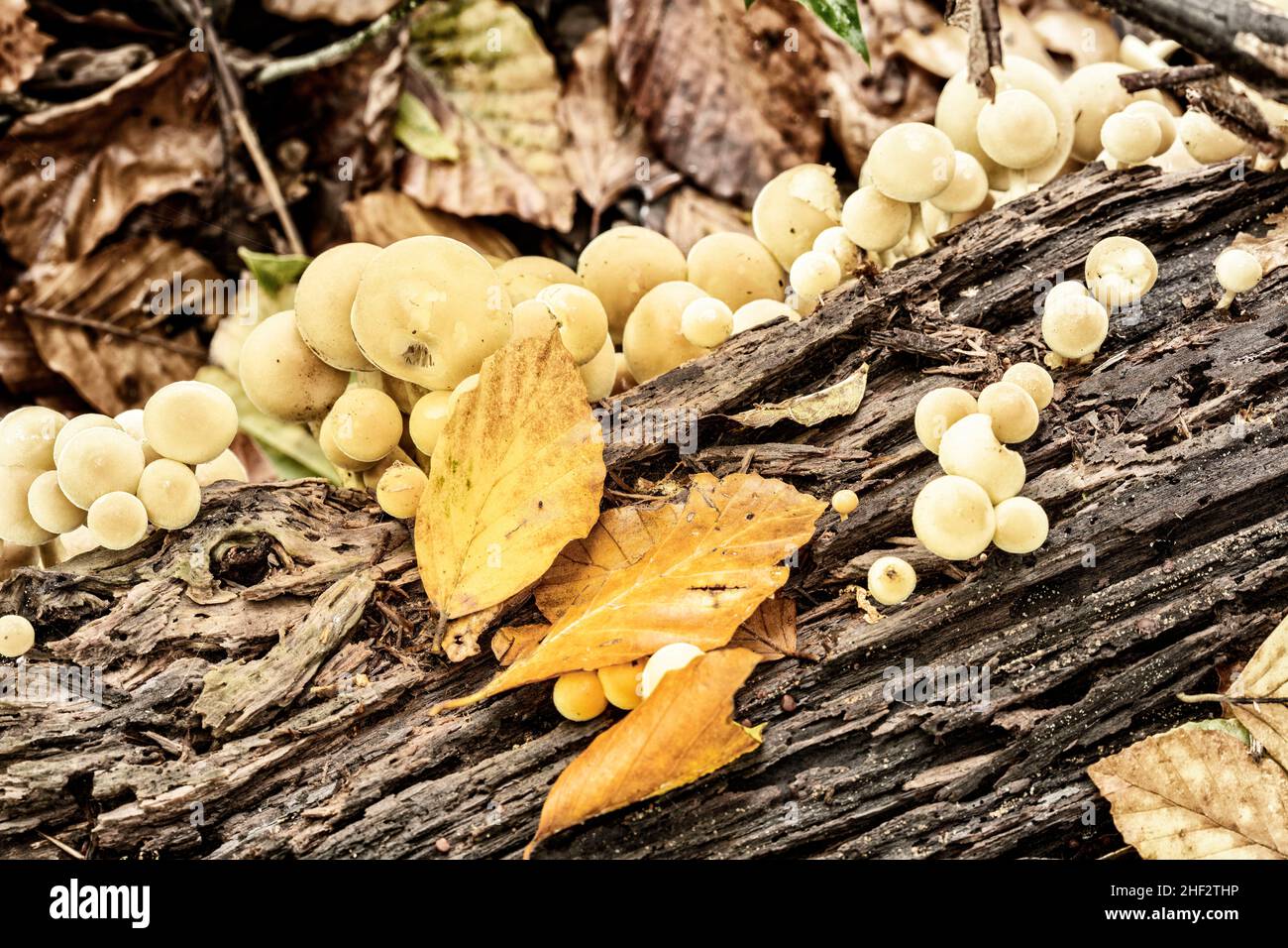Patterns and textures in nature, intimate landscape of tree patterns ...