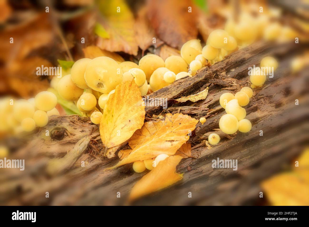 Chaotic natural patterns and textures formed as trees age and ...
