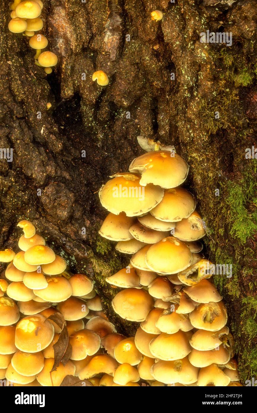 Close-up natural environmental portrait of fungi as symbols of life, death, decomposition and ...