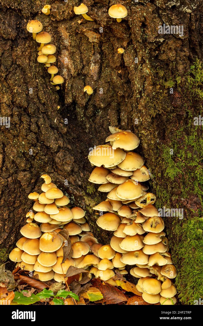 Close-up natural environmental portrait of fungi as symbols of life ...