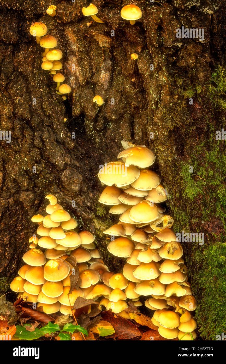 Close-up natural environmental portrait of fungi as symbols of life ...