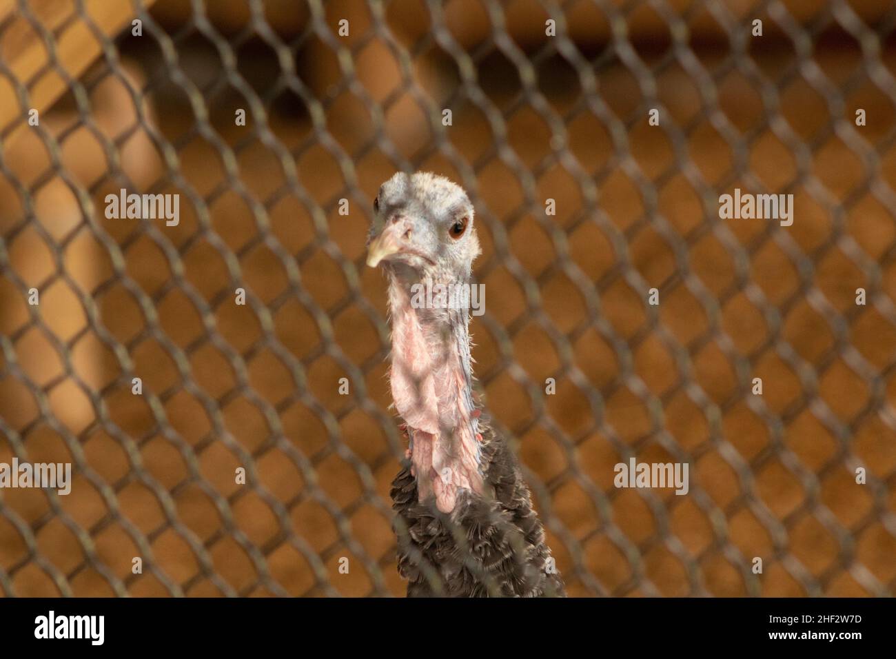 Cage vector hi-res stock photography and images - Alamy