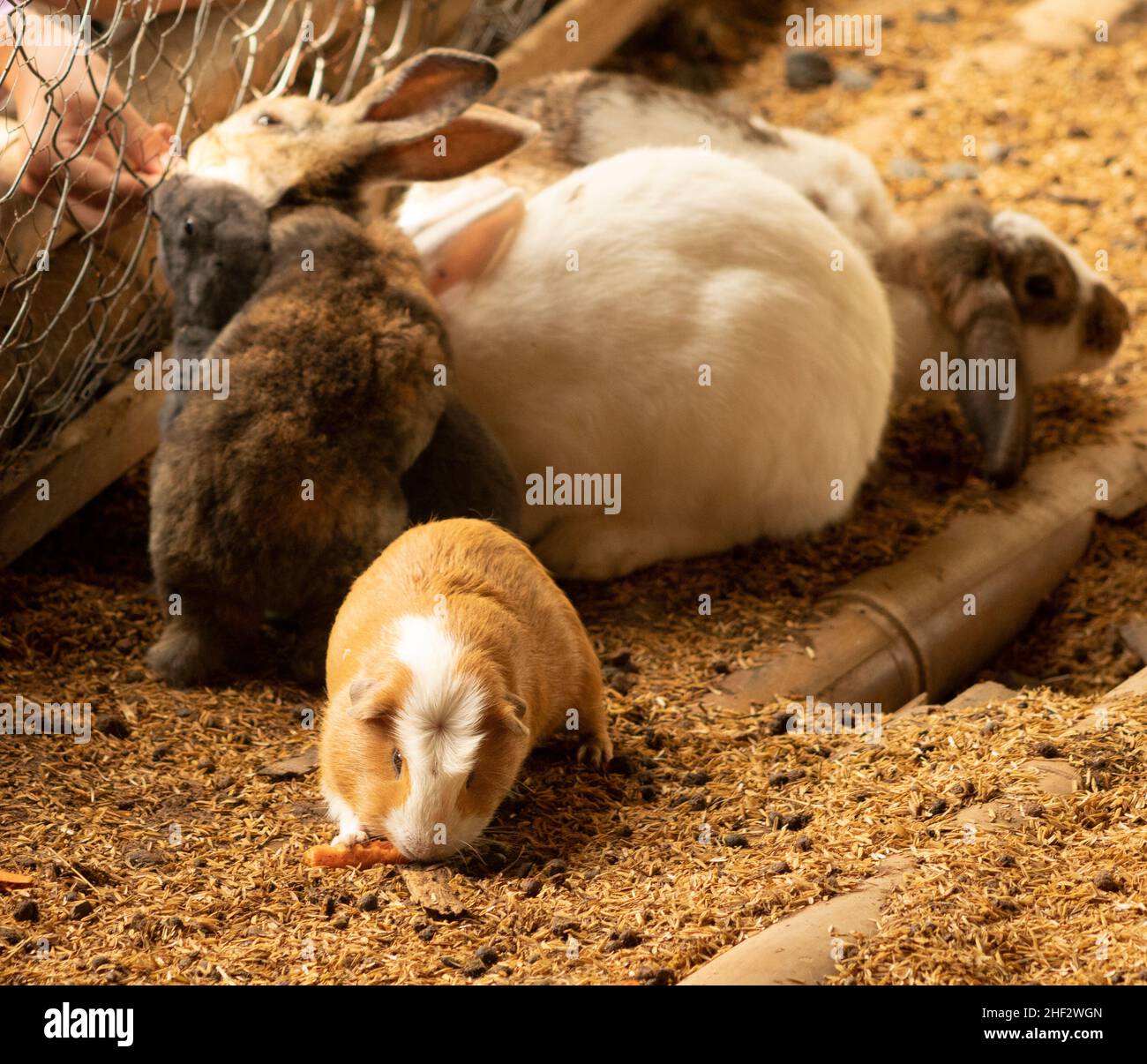 Farm animals cartoon set illustration hi-res stock photography and ...