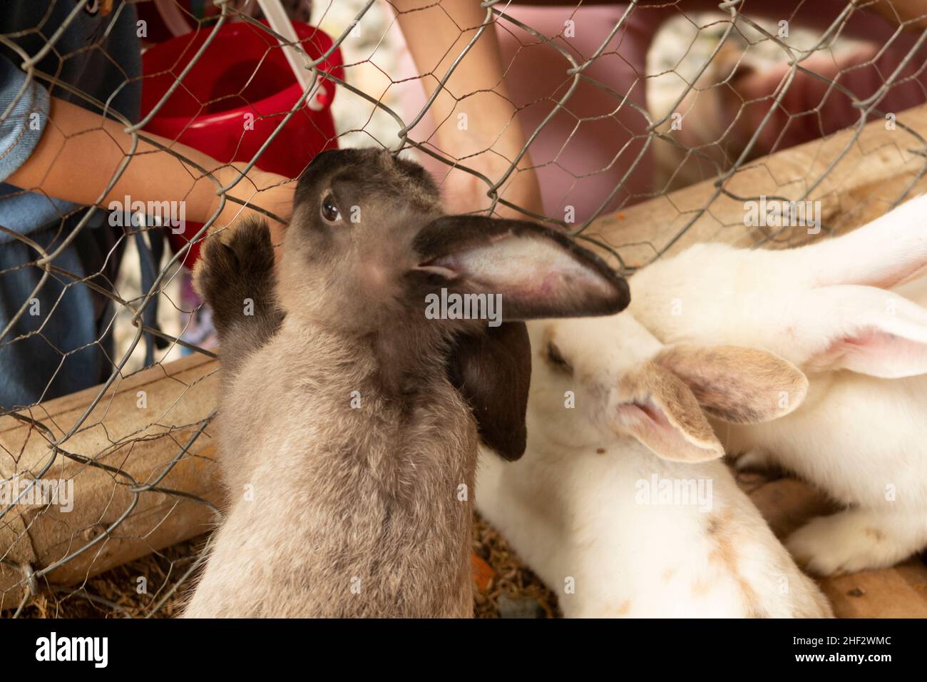 Farm animals cartoon set illustration hi-res stock photography and ...