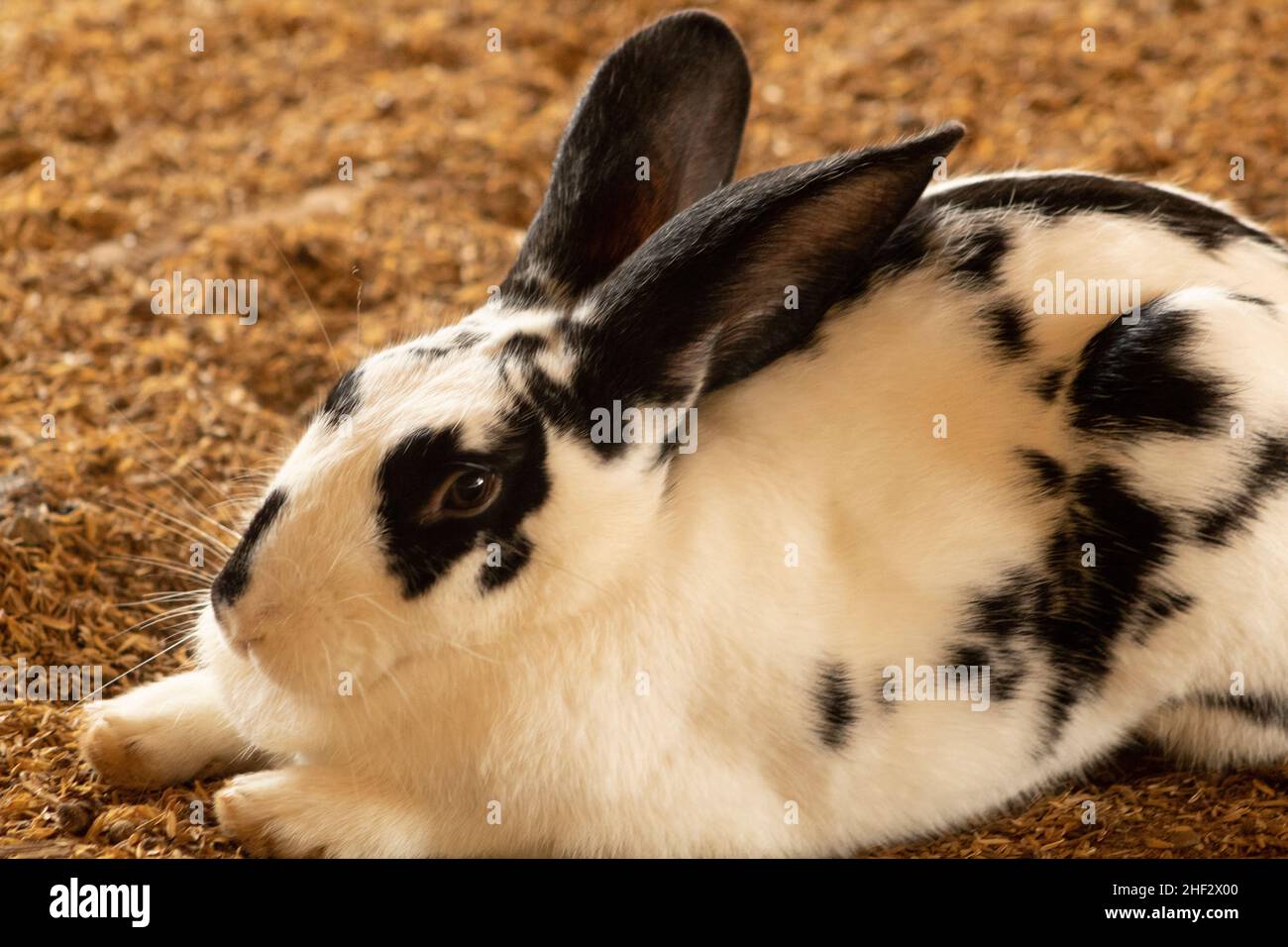 Farm animals cartoon set illustration hi-res stock photography and ...