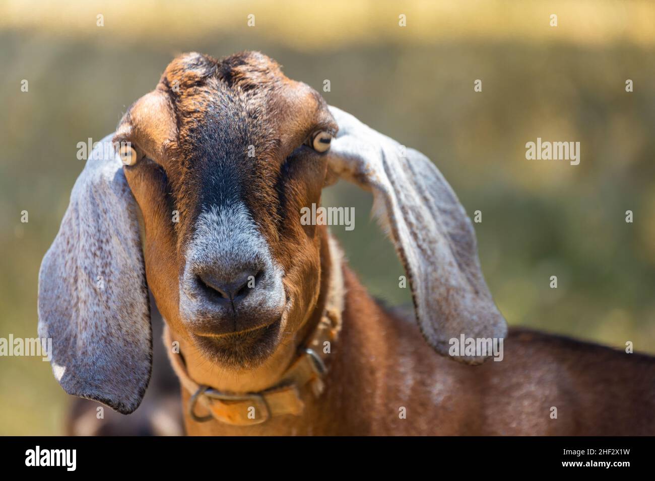 Portrait of a goat on a farm with yellow eyes staring at the camera ...