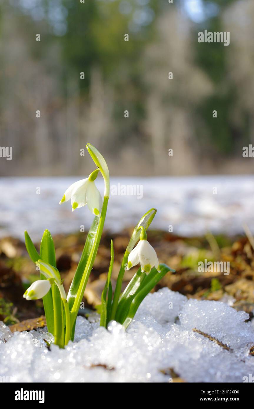 Snowdrop simple hi-res stock photography and images - Alamy