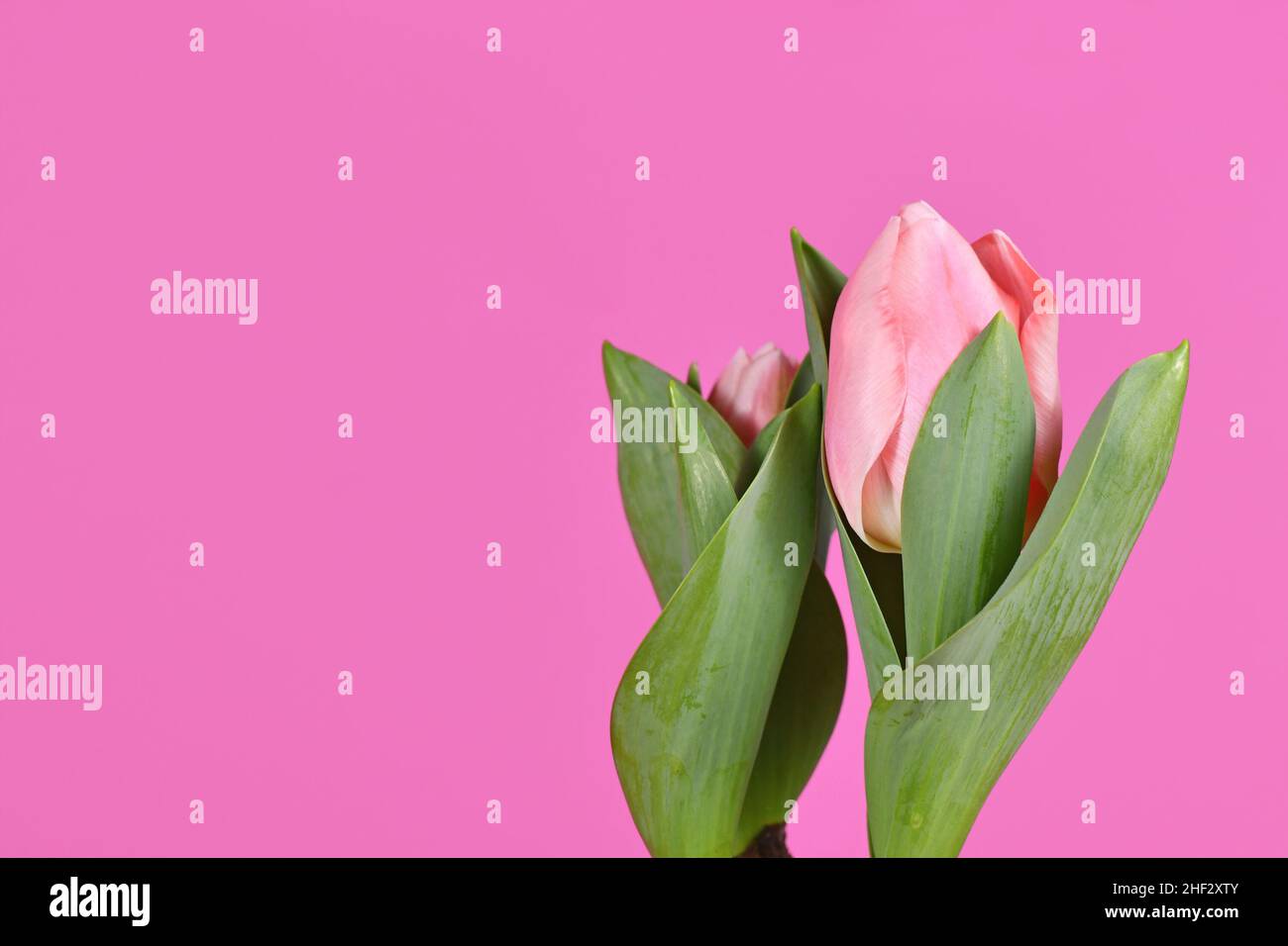 Blooming tulip flower on side of pink background with copy space Stock ...