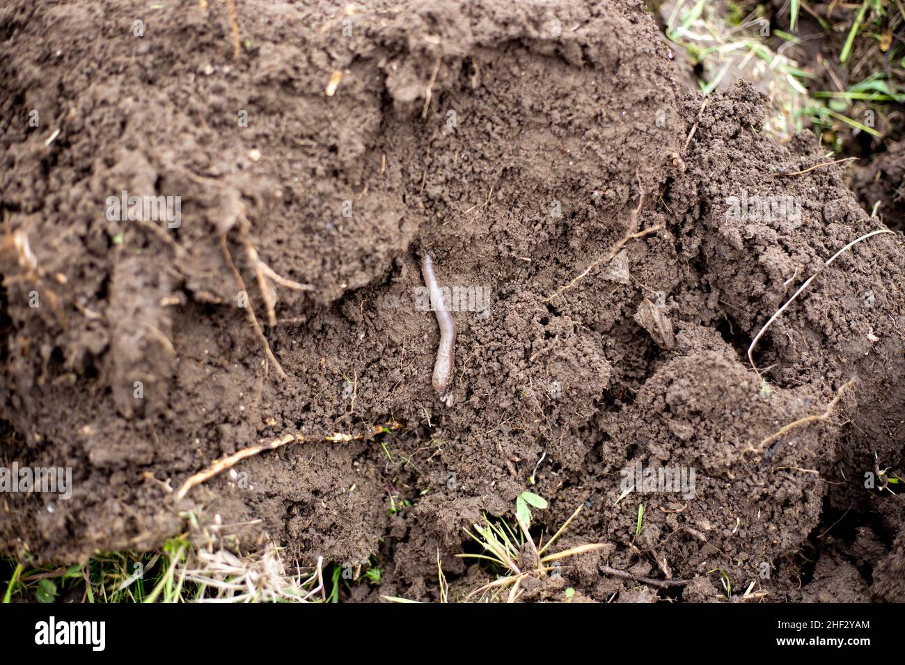 A clod of earth with an earthworm. Plowing the soil for planting ...