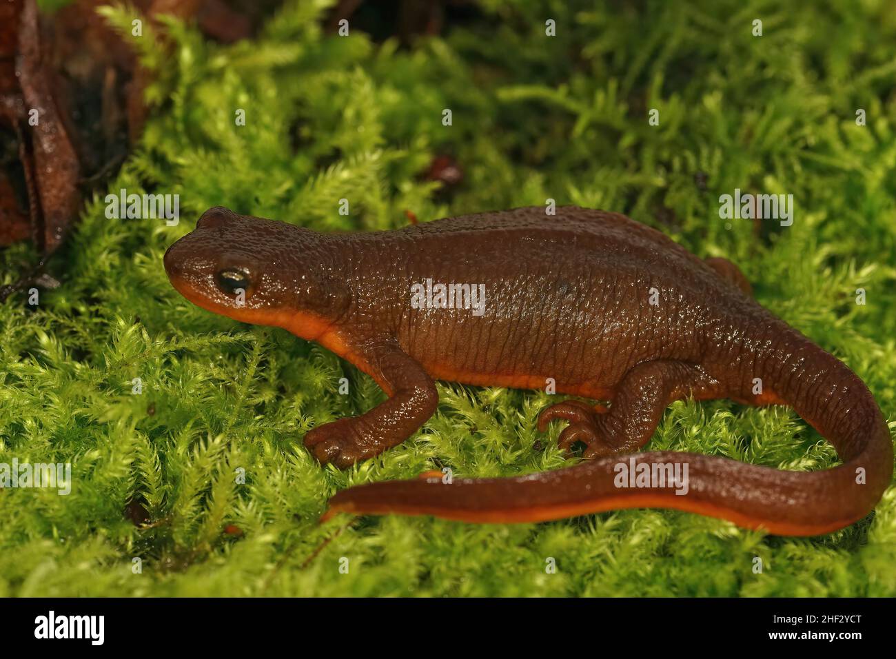Rough skinned newt hi-res stock photography and images - Alamy