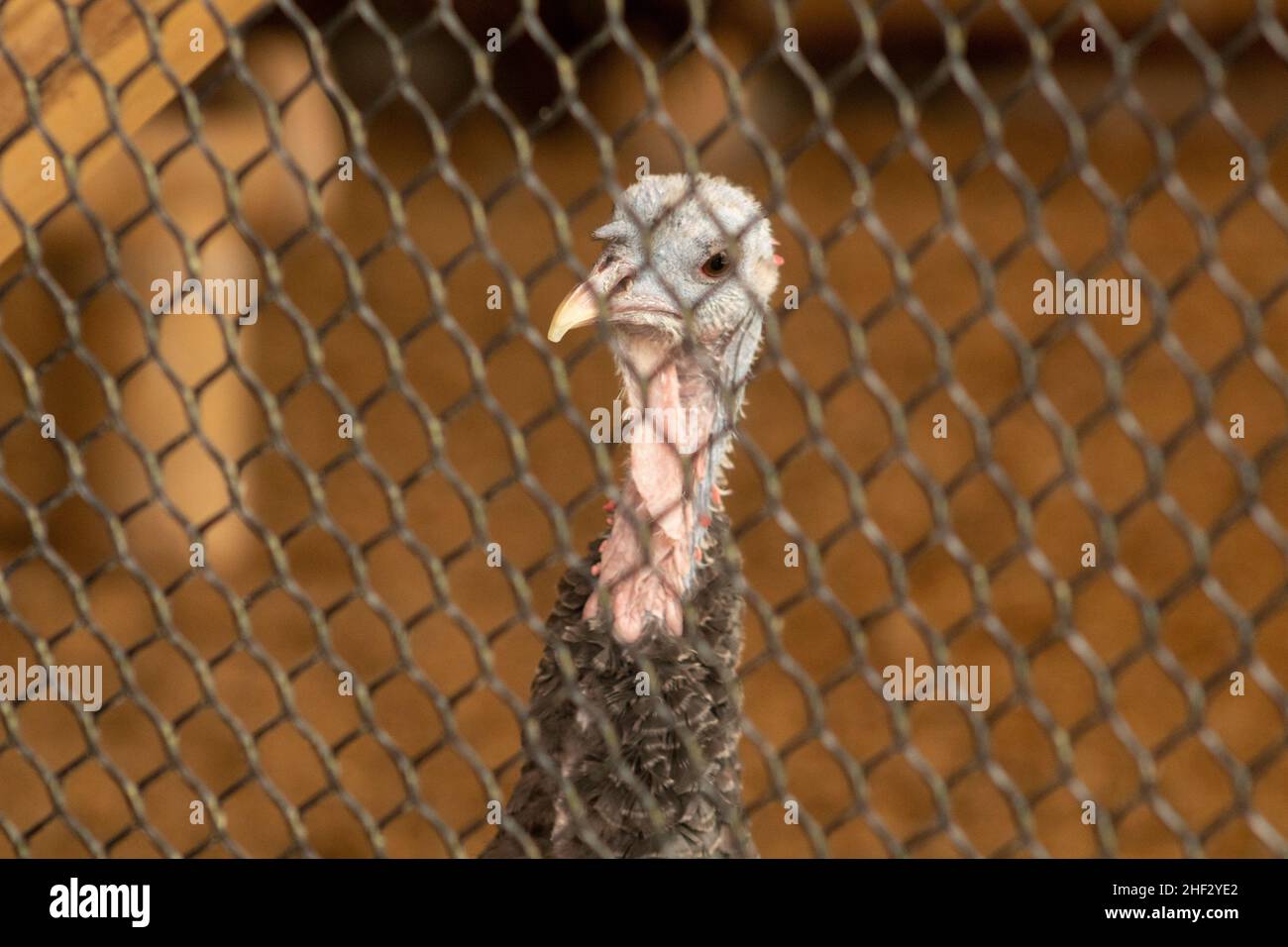 Turkey in cage hi-res stock photography and images - Alamy