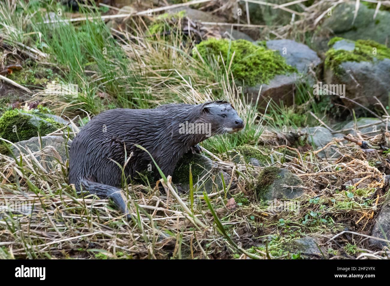 Otter (Lutra lutra), River Don, Aberdeenshire, Scotland, UK Stock Photo ...