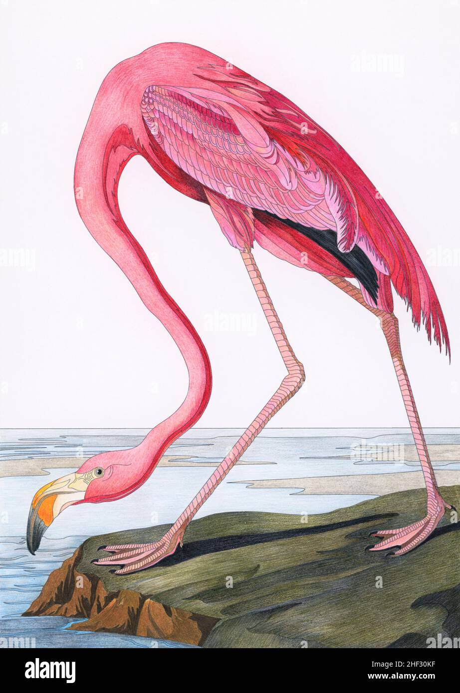 John james audubon flamingo hi-res stock photography and images - Alamy