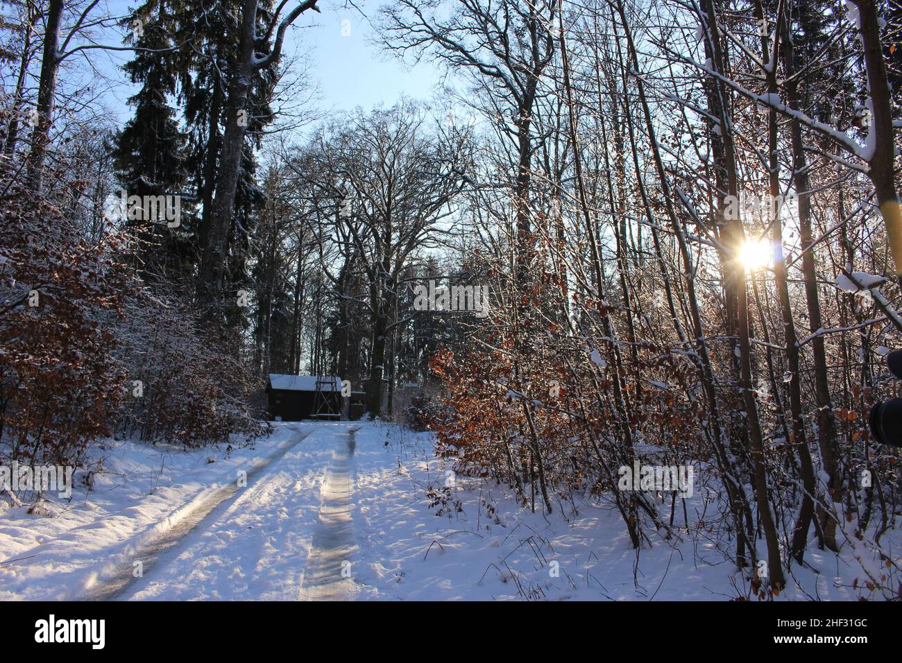 winter forest path through snowy woods with cabin (Aalen, Germany Stock ...