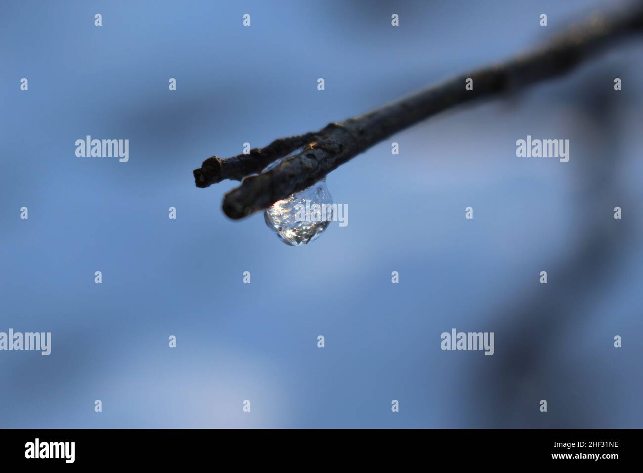 Ice drop falling off the edge of a forked branch Stock Photo - Alamy