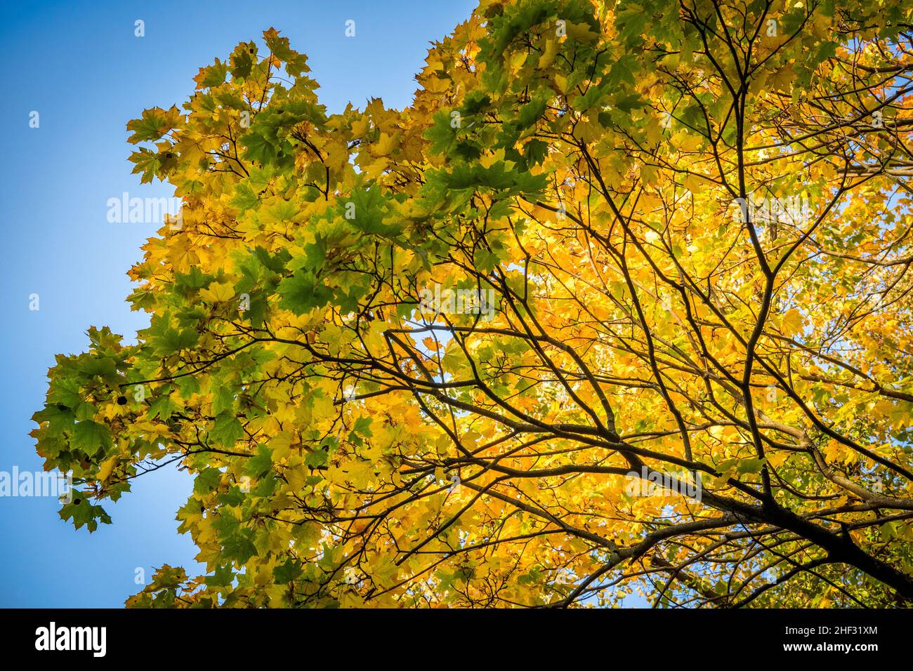 autumn leaves on tree in the sky Stock Photo - Alamy