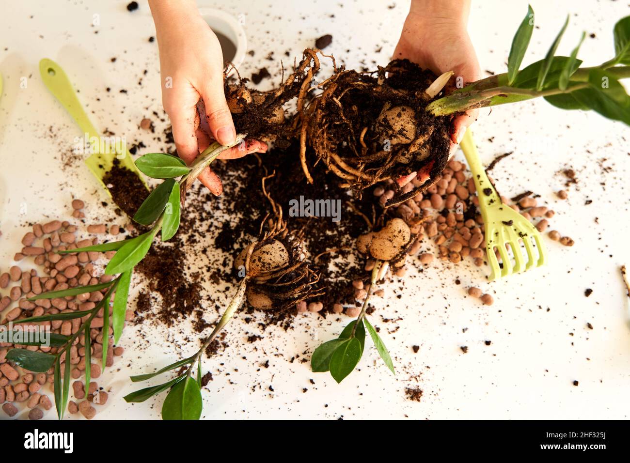 Hobby for growing and caring for home flowers Stock Photo - Alamy