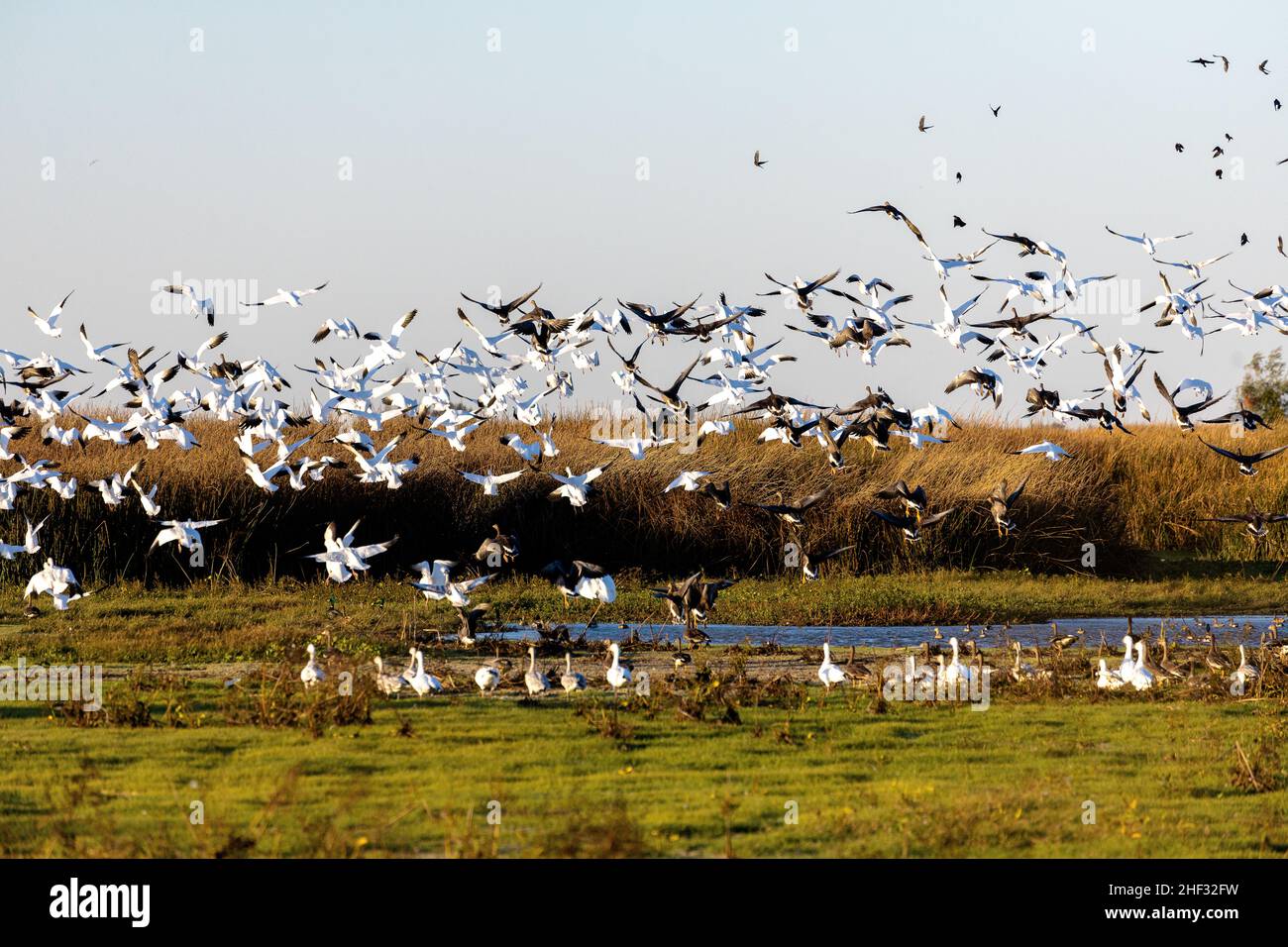 Migrating birds flying into the air Stock Photo - Alamy