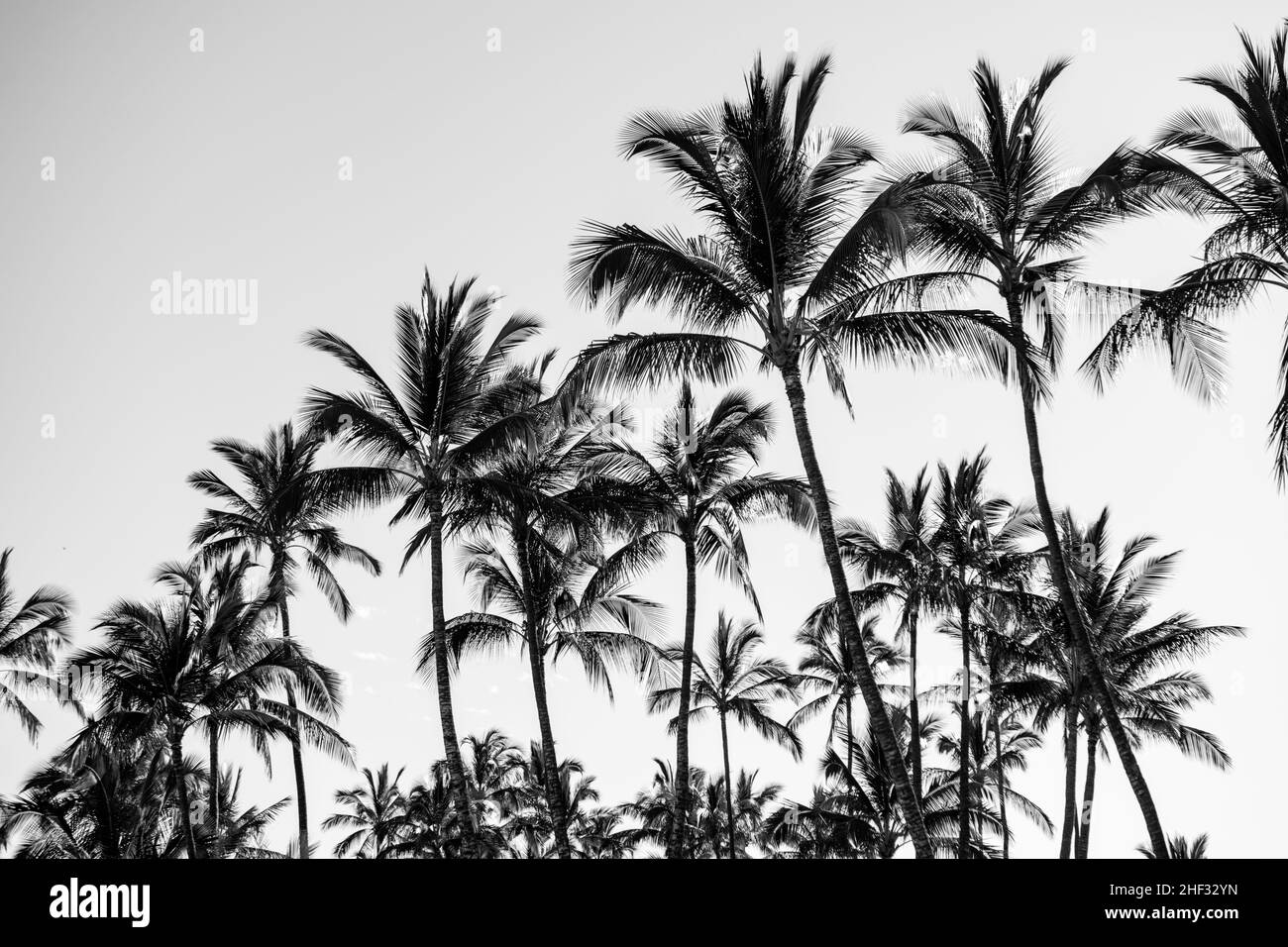 Palms landscape with sunny tropic paradise. Coconut palm trees ...
