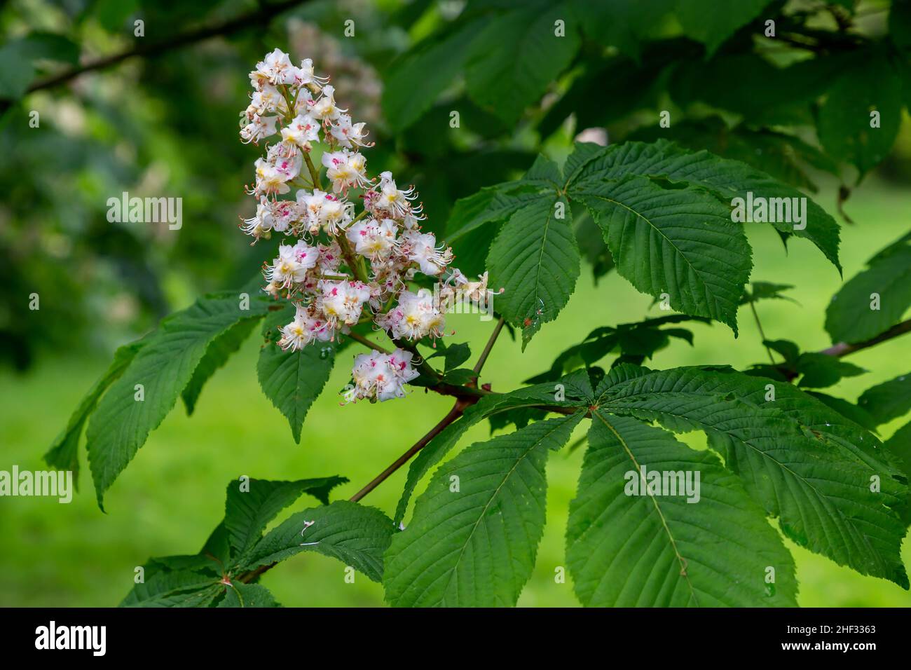 Asankey valley park hi-res stock photography and images - Alamy
