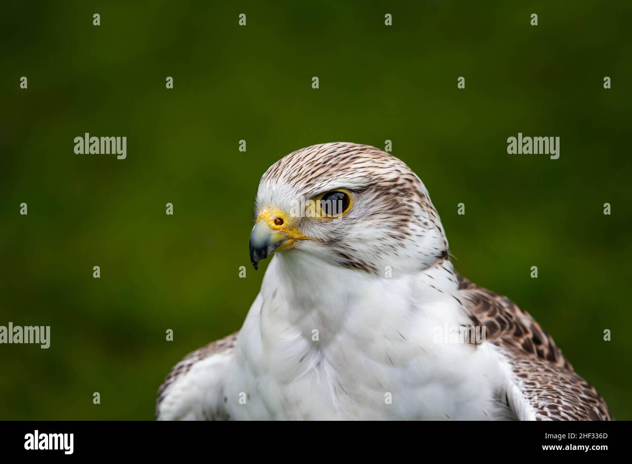 National bird of united arab emirates hi-res stock photography and ...