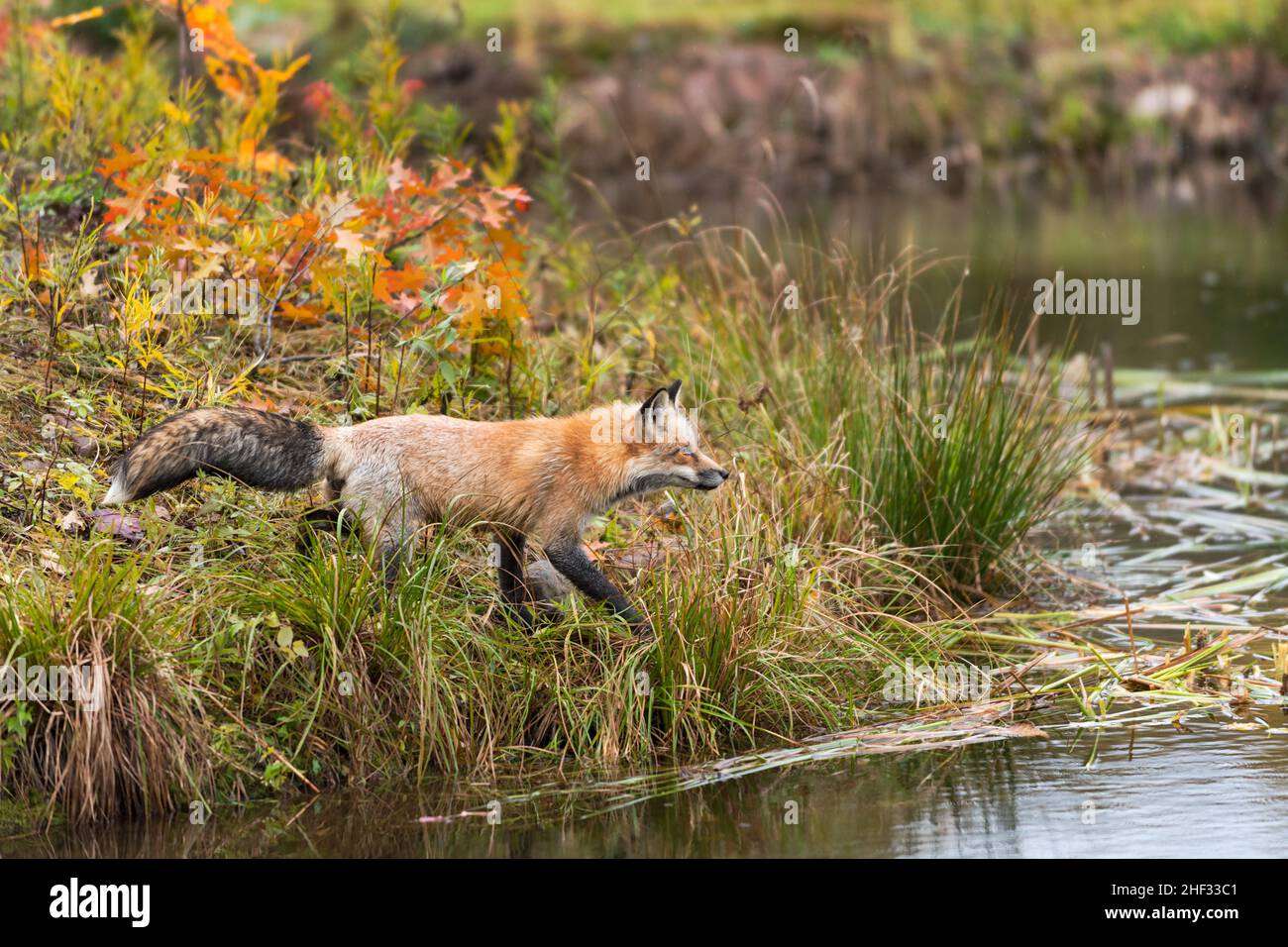Amber Phase Red Fox (Vulpes vulpes) Steps Towards Edge of Island Autumn ...