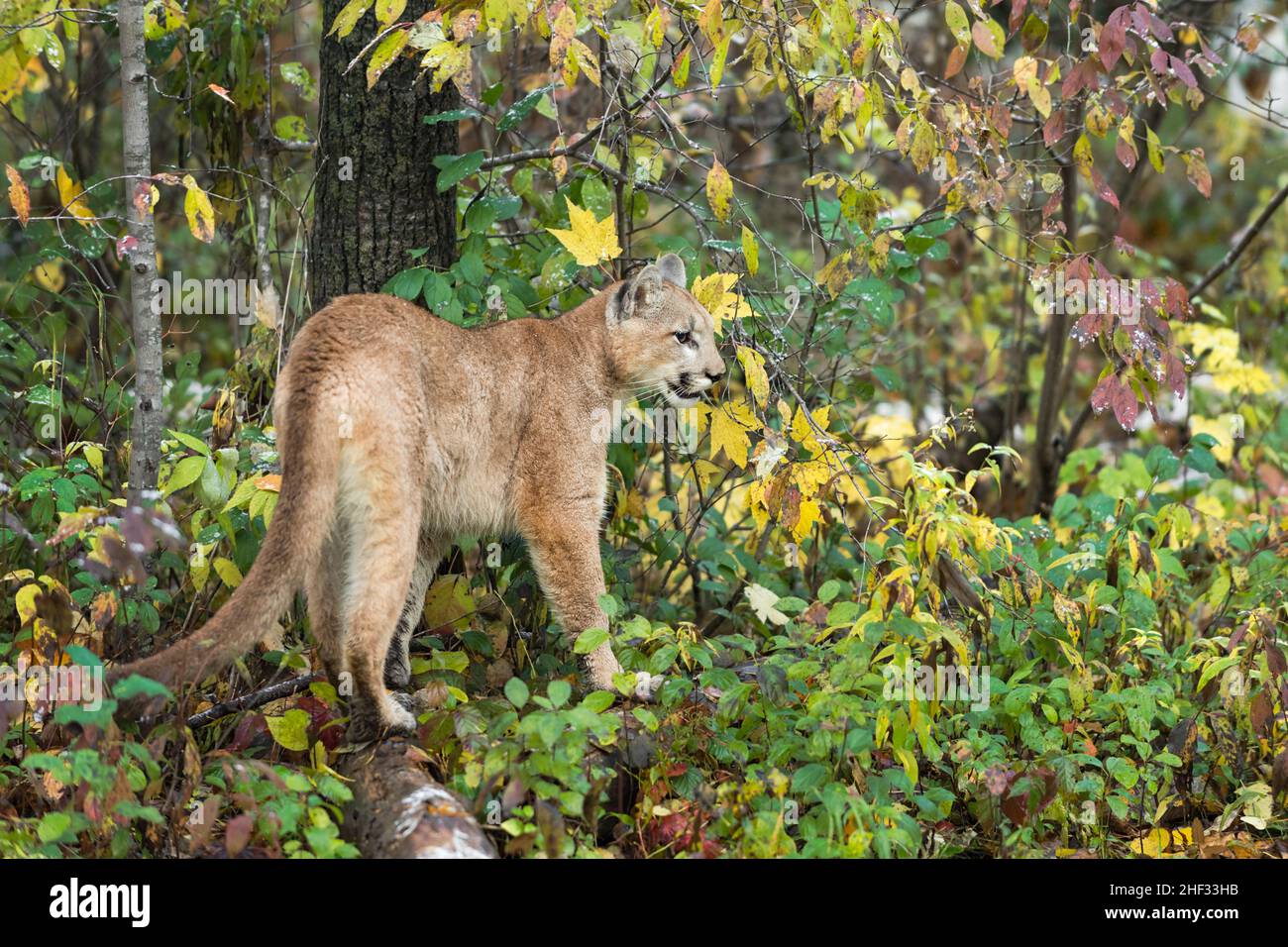 Cougar (Puma concolor) Stands Turned on Logs in Autumn Brush - captive ...