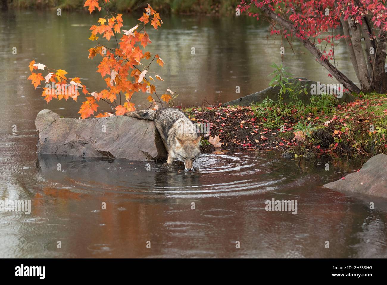 Coyote (Canis latrans) Nose in Water in Rain Autumn - captive animal ...