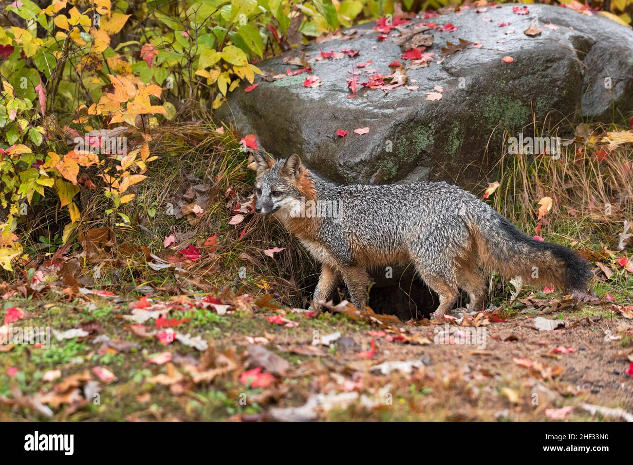 Fox rock den hi-res stock photography and images - Alamy