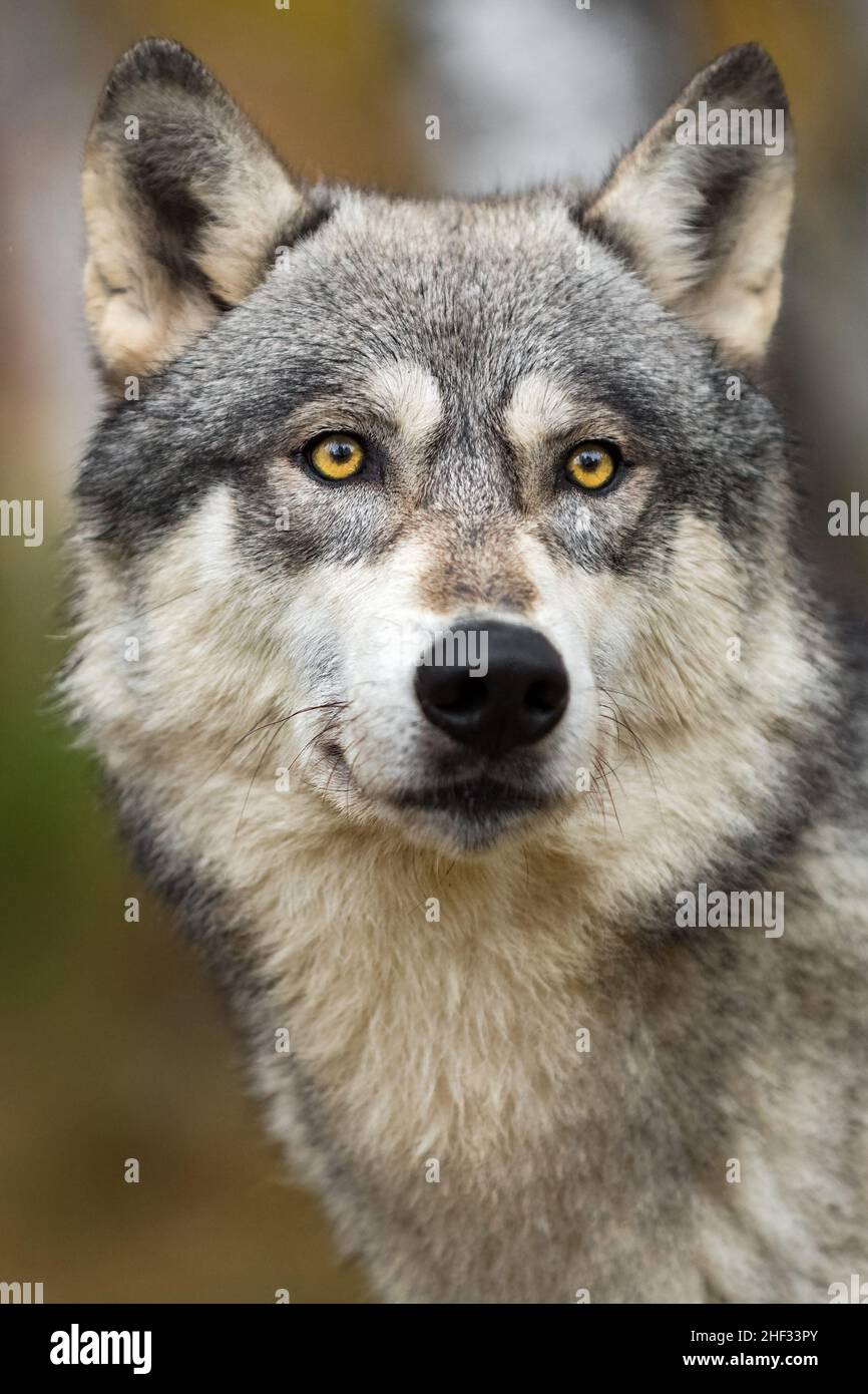Captive male grey wolf hi-res stock photography and images - Alamy