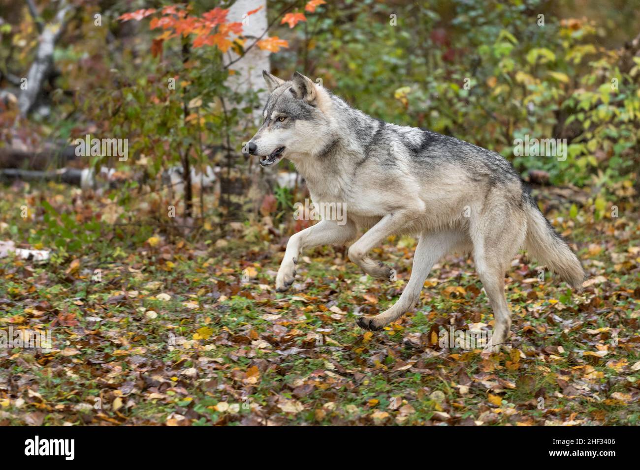 Grey Wolf (Canis lupus) Trots Left Three Legs Off the Ground Autumn ...
