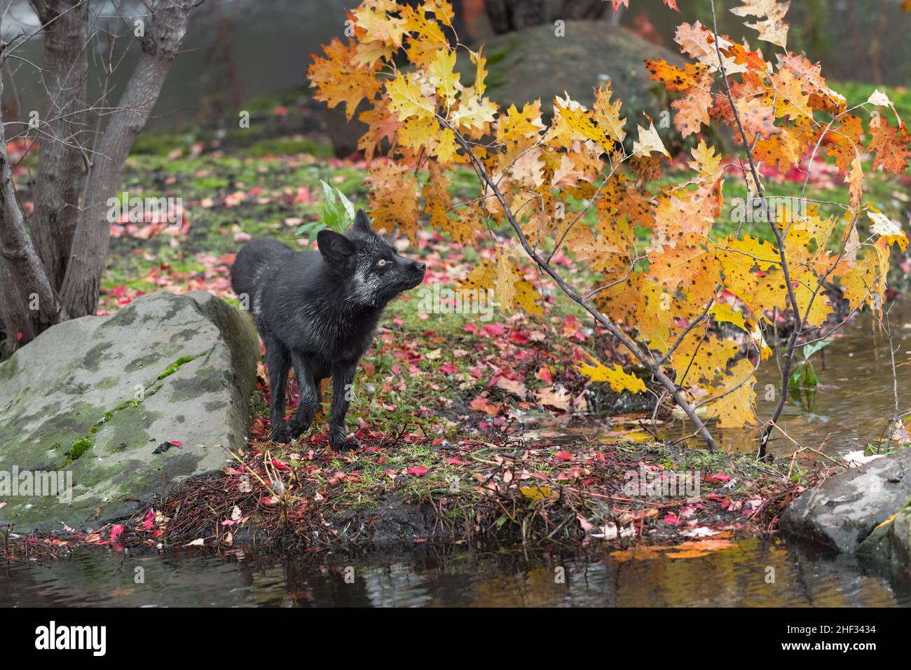 Silver Fox (Vulpes vulpes) Looks Up at Autumn Branch on Island ...