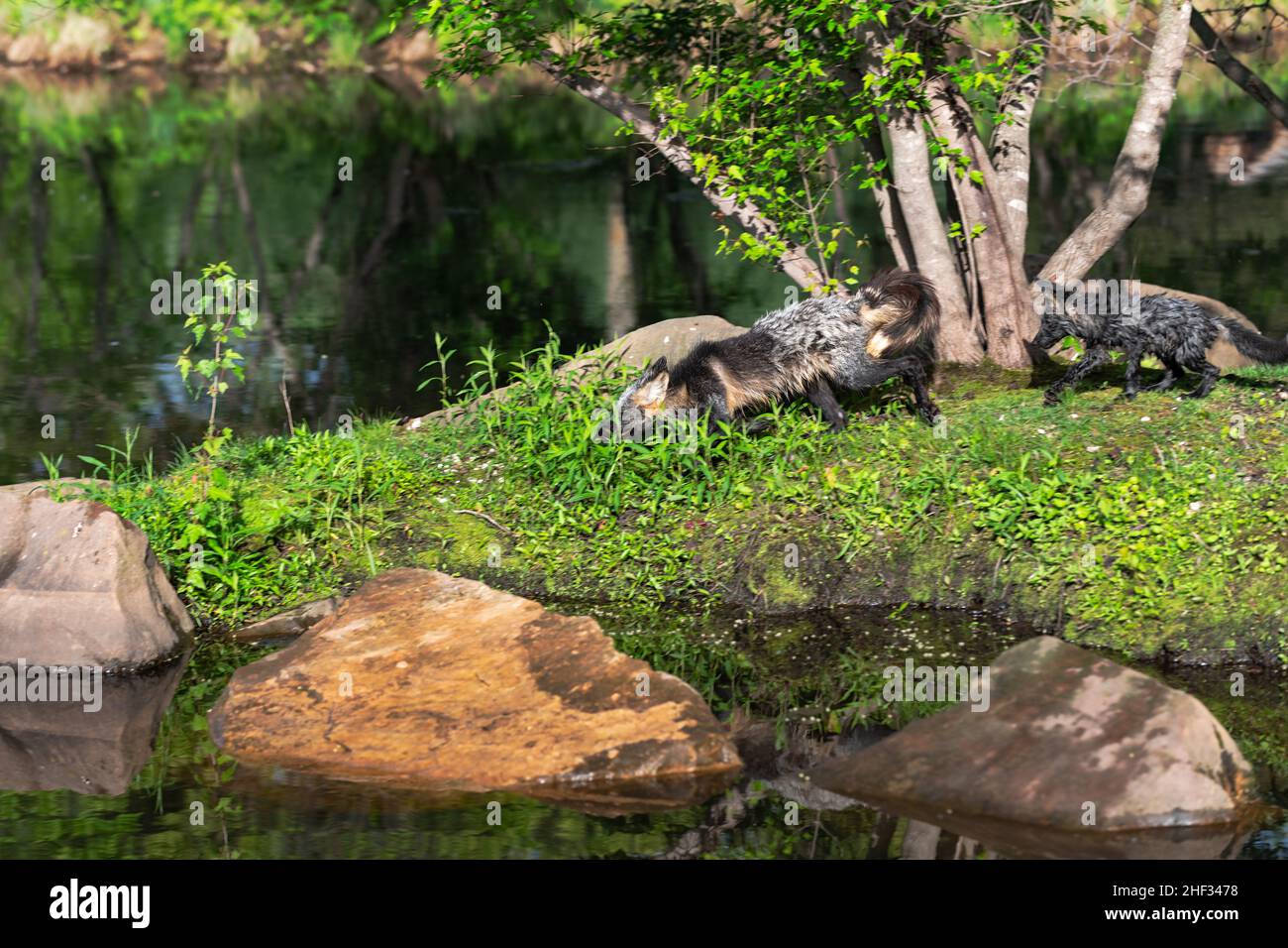 Adult Cross Fox (Vulpes vulpes) Runs Left On Island Kit Follows Behind ...