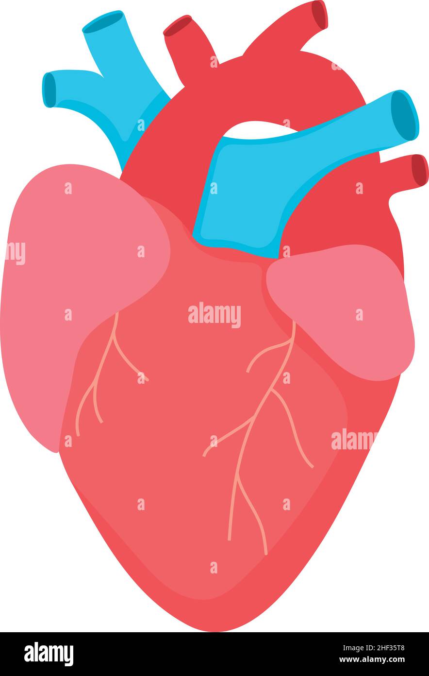 anatomical heart icon on white background Stock Vector Image & Art - Alamy