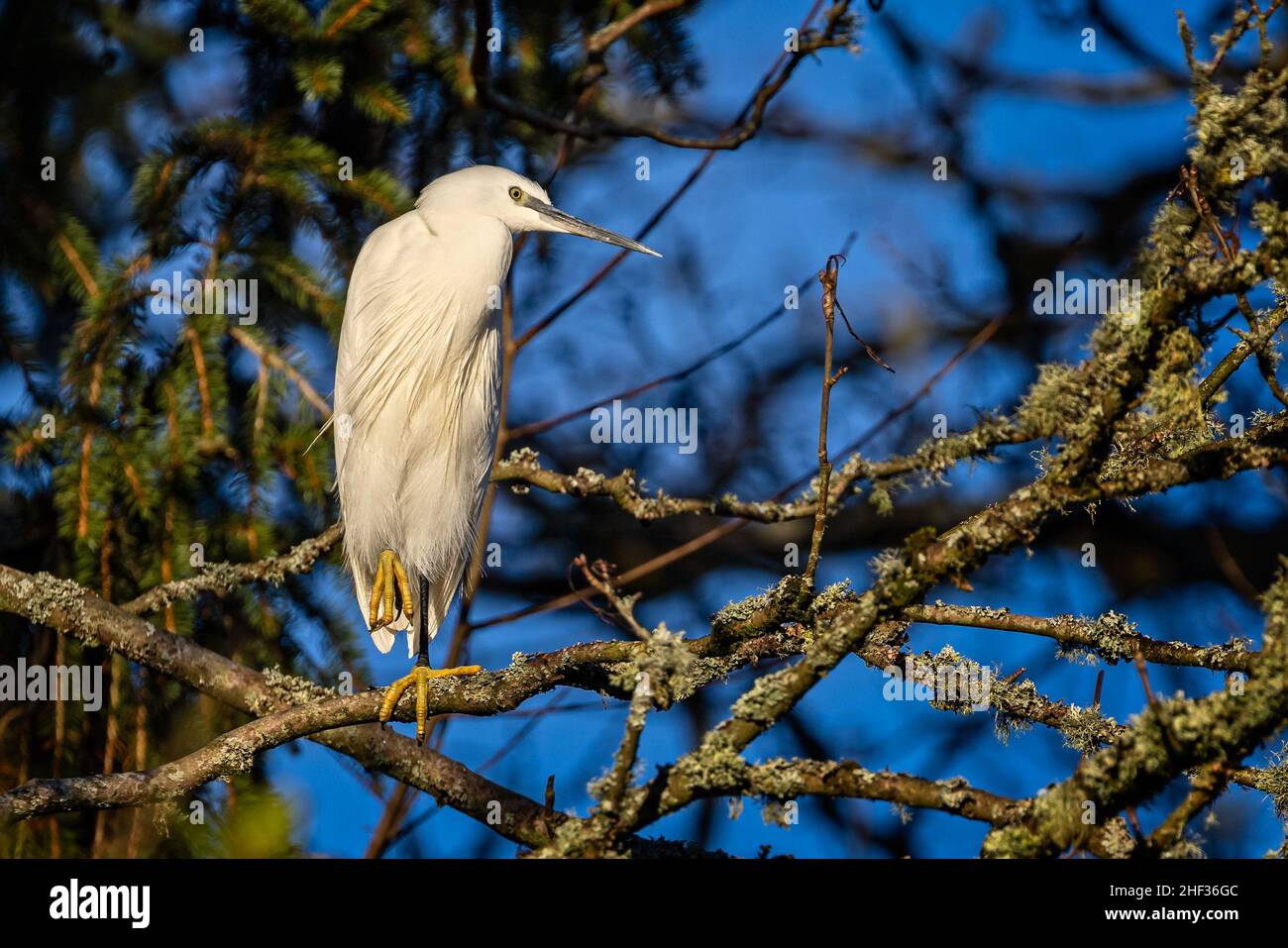 Little tree canopy hi-res stock photography and images - Alamy