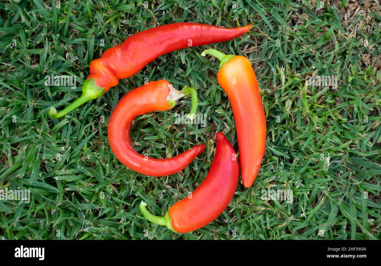 Four red hot chilli peppers on the green grass, top view Stock Photo ...