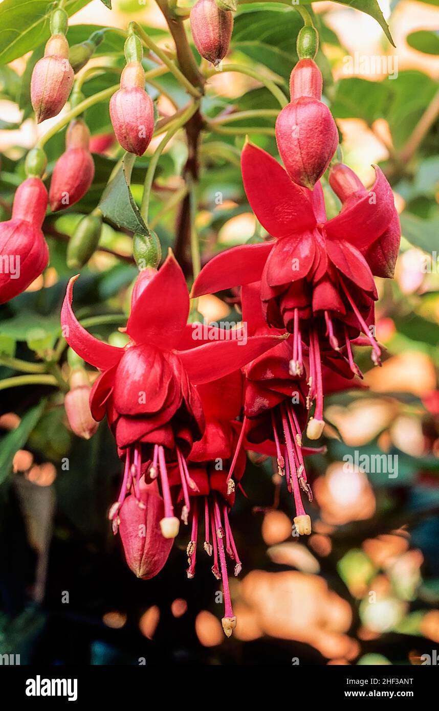 Fuchsia Casper Hauser a double upright fuchsia that is deciduous and ...