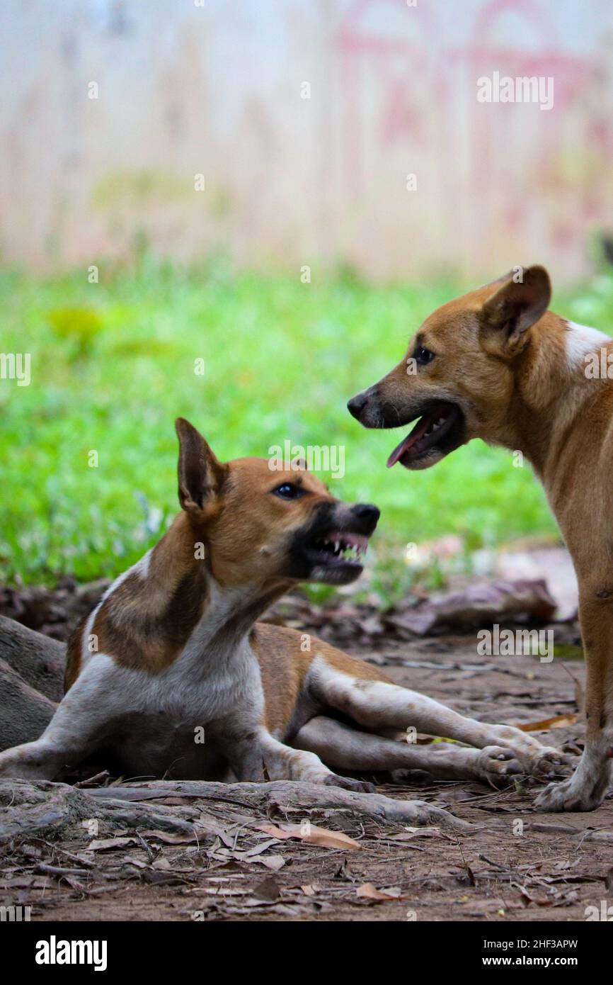 Angry dogs hi-res stock photography and images - Alamy