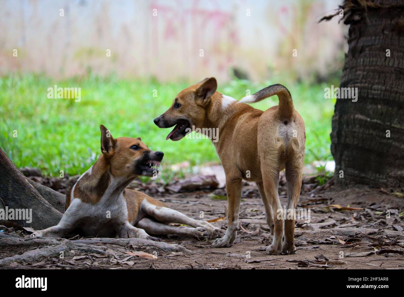 Two angry dogs fighting. Dog children are playing Stock Photo - Alamy