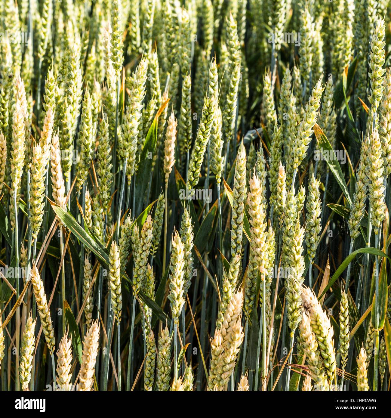 pattern of green corn field in detail Stock Photo - Alamy