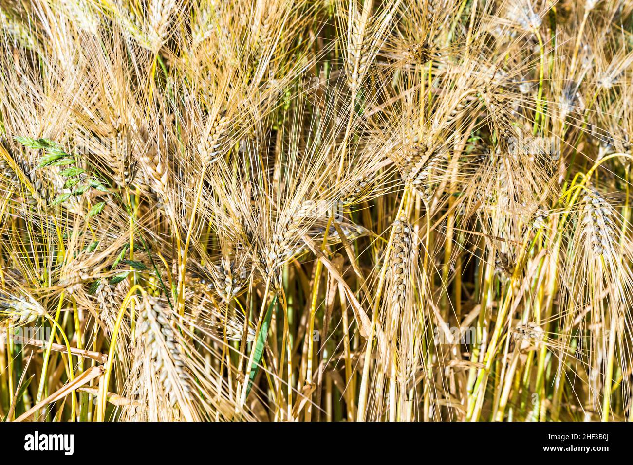 pattern of yellow corn field in detail Stock Photo - Alamy