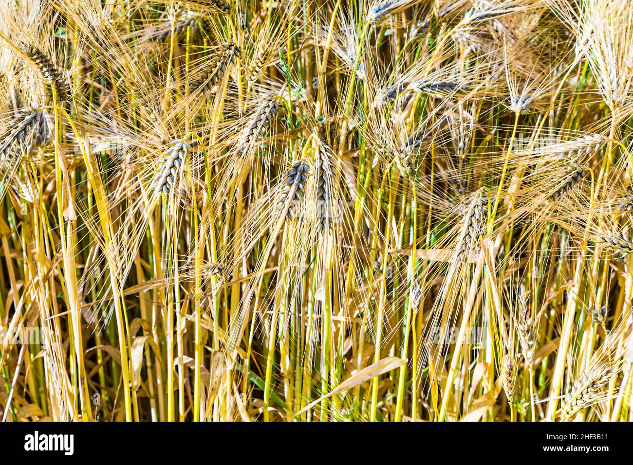 pattern of yellow corn field in detail Stock Photo - Alamy