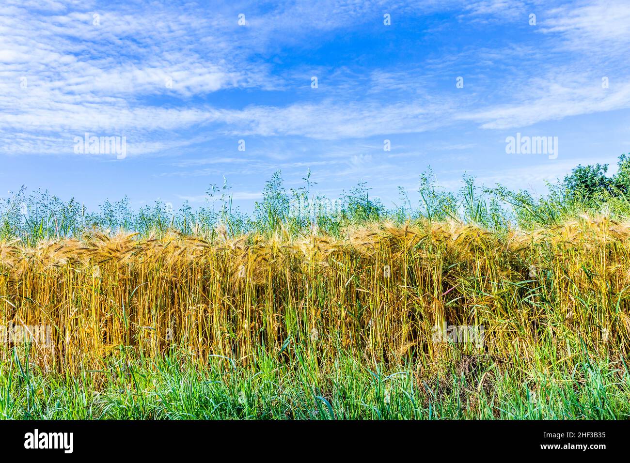 pattern of yellow corn field in detail Stock Photo - Alamy