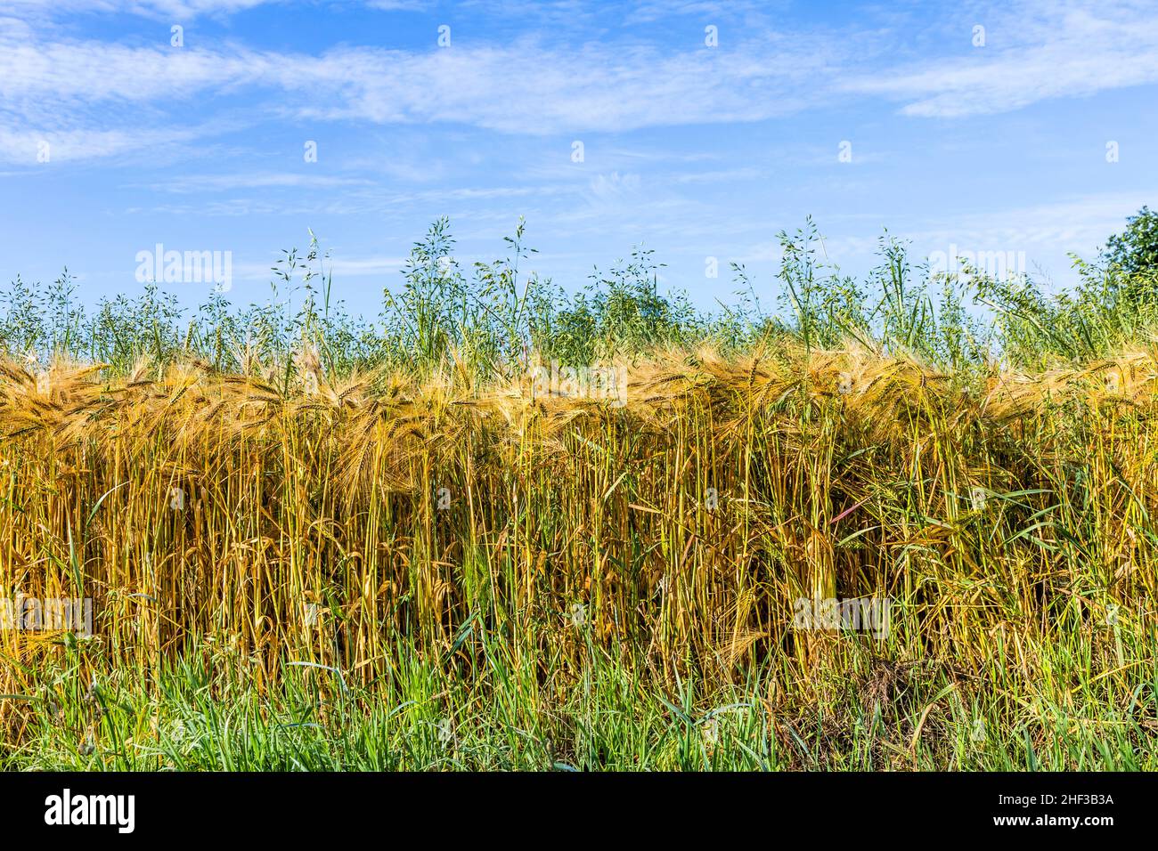 pattern of yellow corn field in detail Stock Photo - Alamy