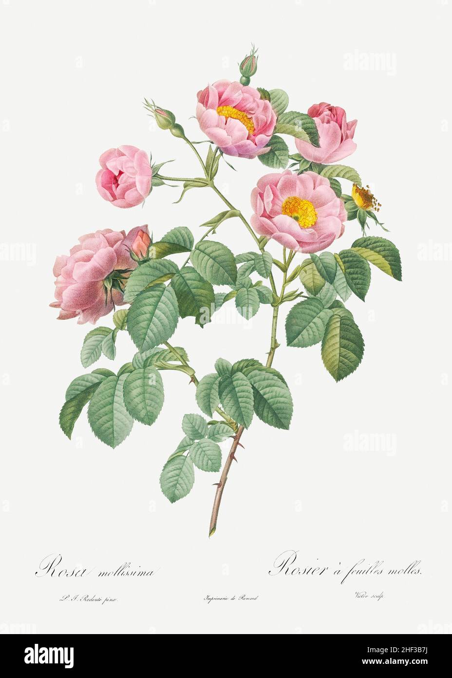 Antique soft roses painting hi-res stock photography and images - Alamy