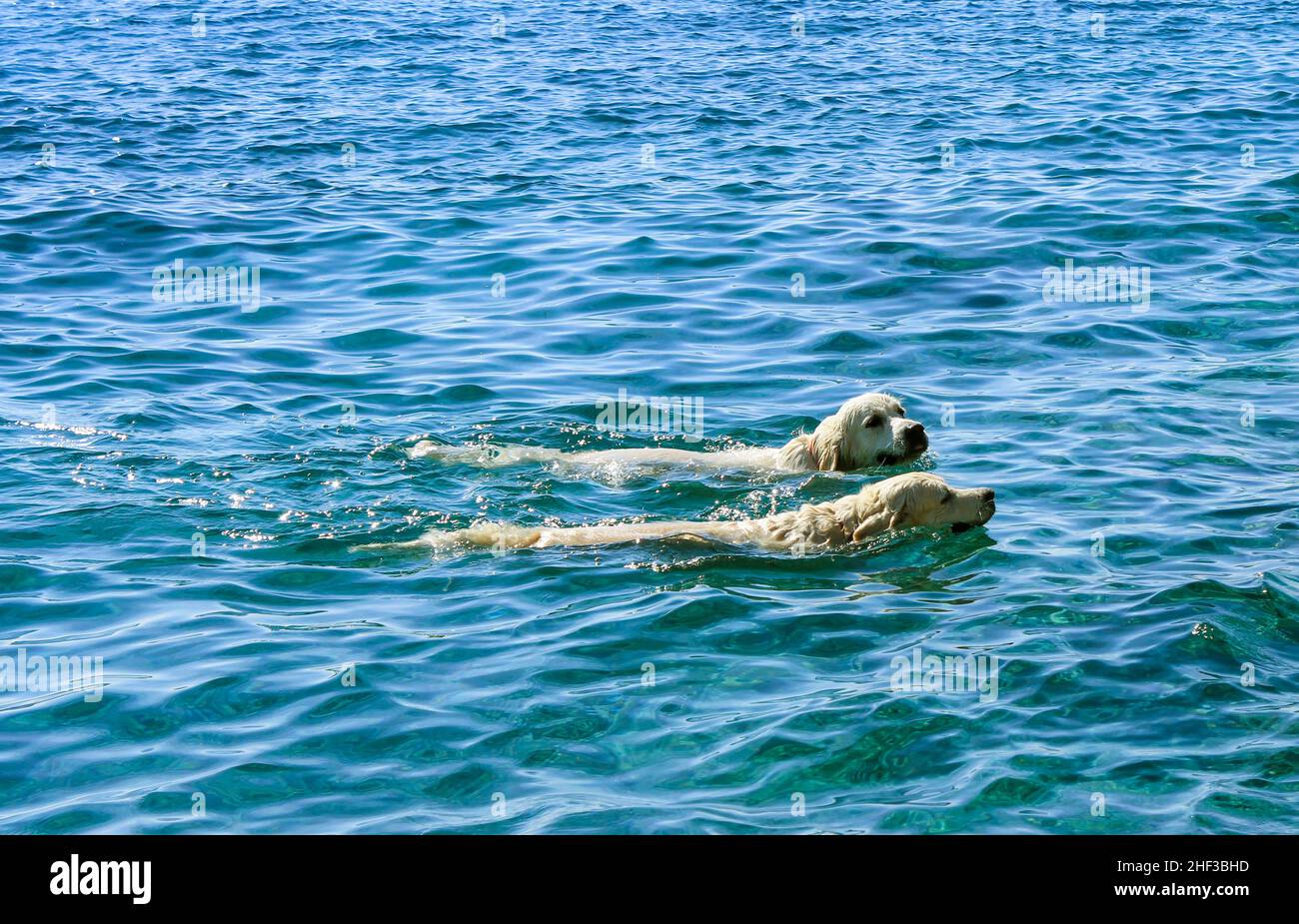 dogs enjoy swimming in the blue ocean Stock Photo - Alamy