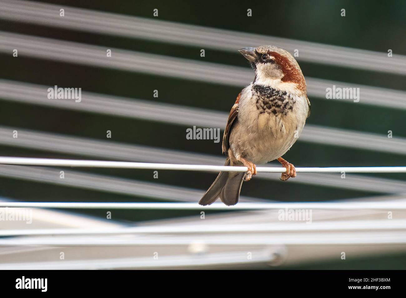 Male common house sparrow hi-res stock photography and images - Alamy